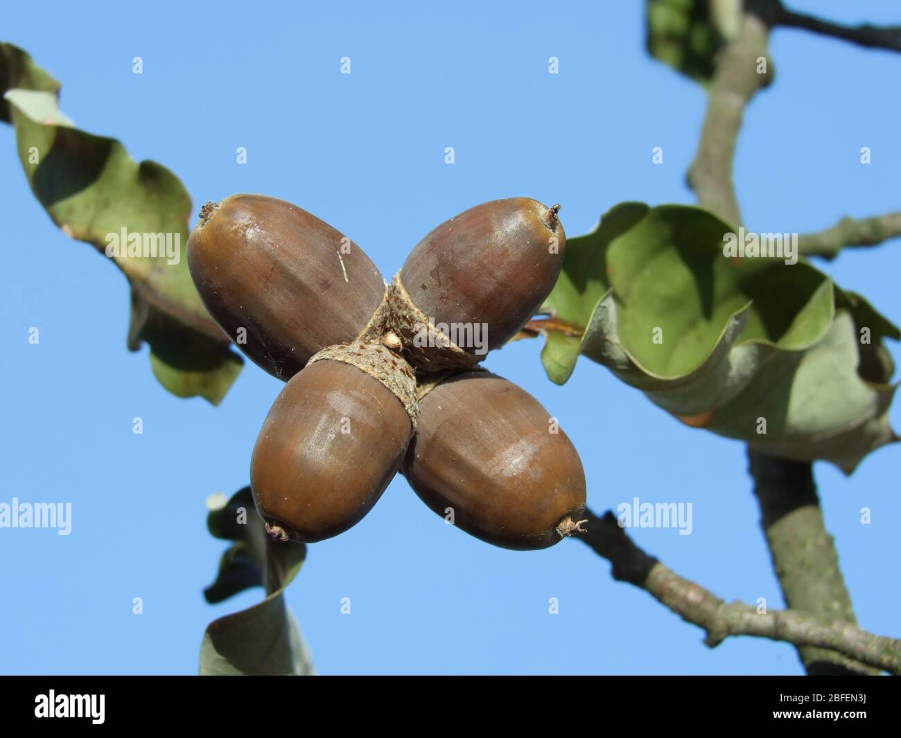 oak Durmast Oak tree german oak acorn Stock Photo - Alamy