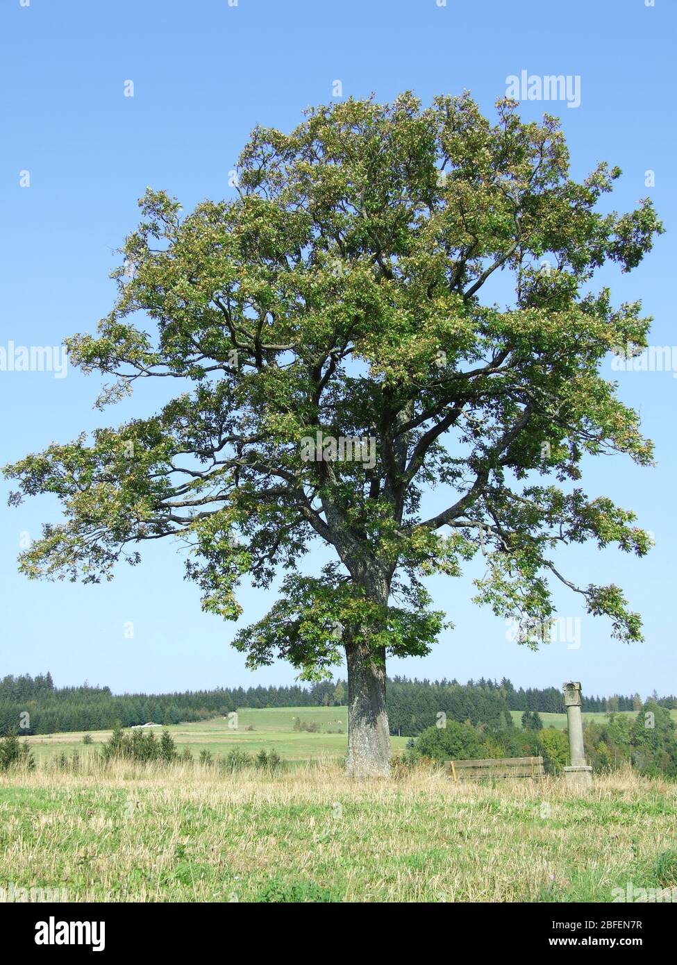 oak Durmast Oak tree german oak acorn Stock Photo - Alamy