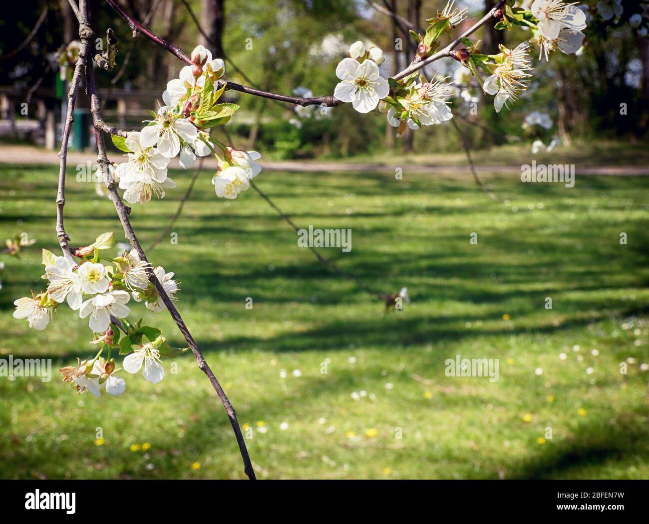 Spring in Bayern, apple tree branch full of white blossoms in the ...