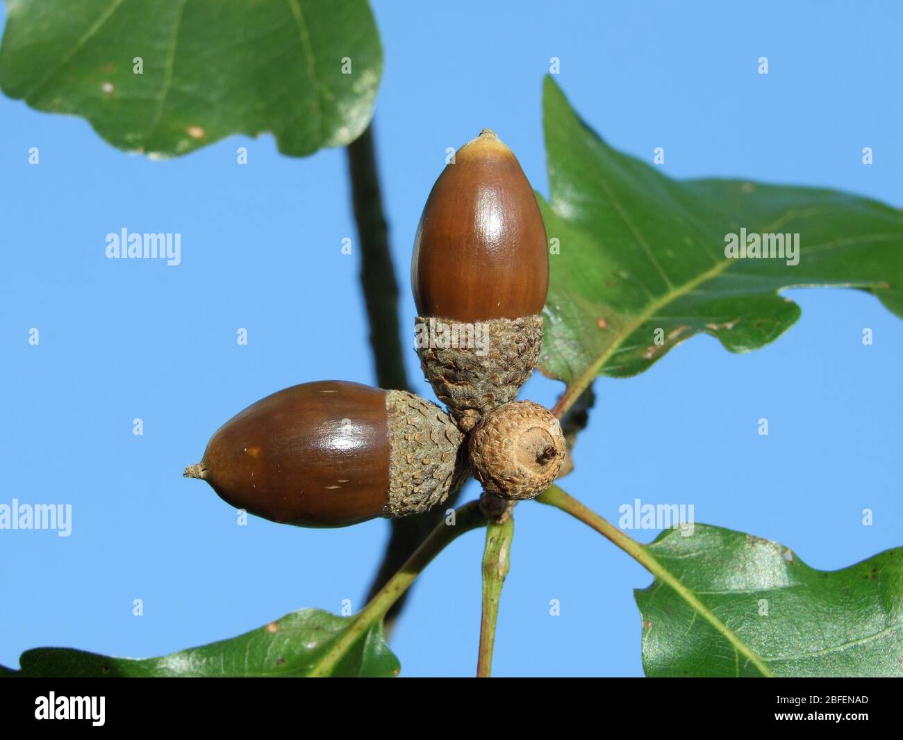 German oak hi-res stock photography and images - Alamy