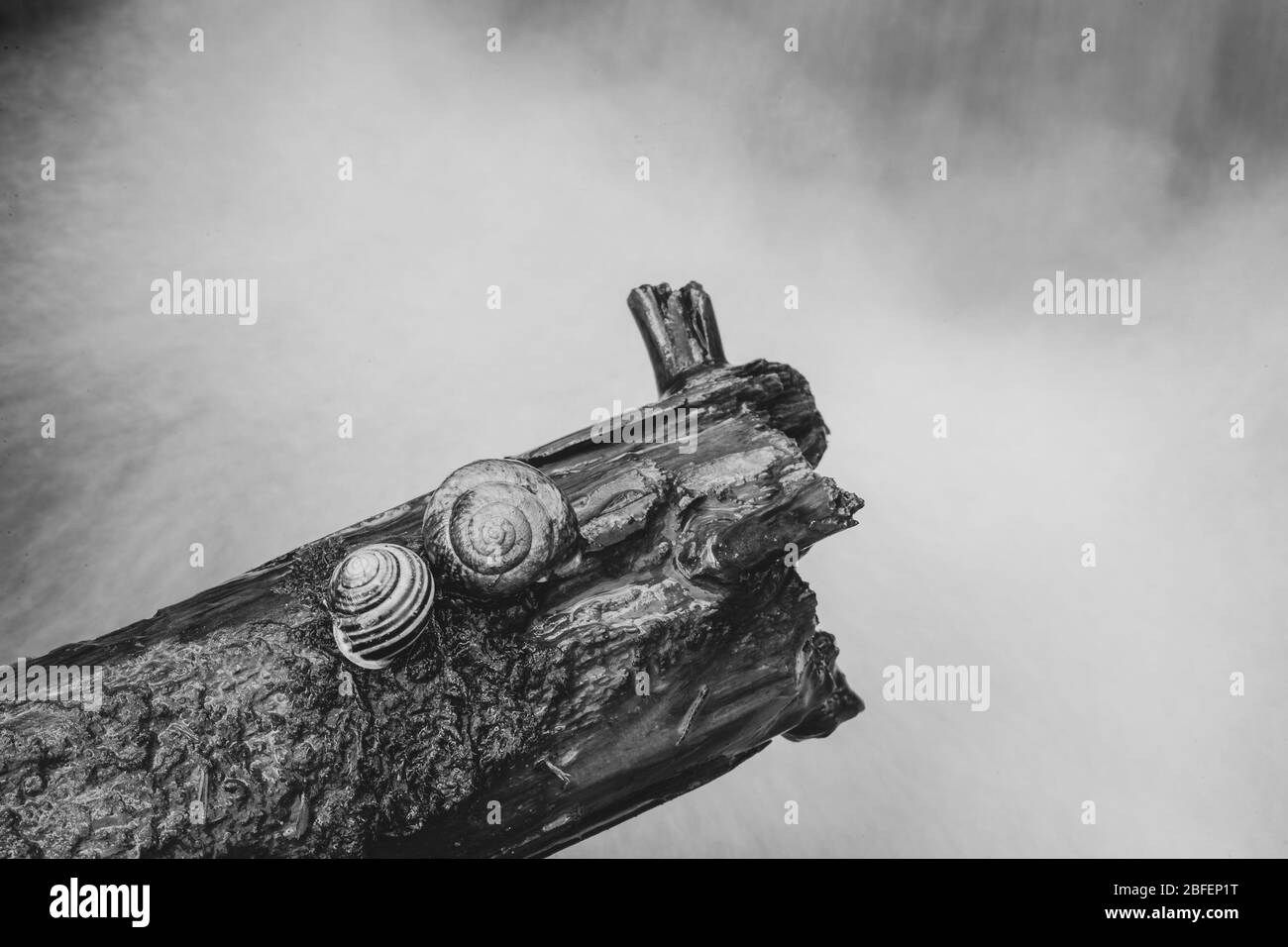 Long shells Black and White Stock Photos & Images - Alamy