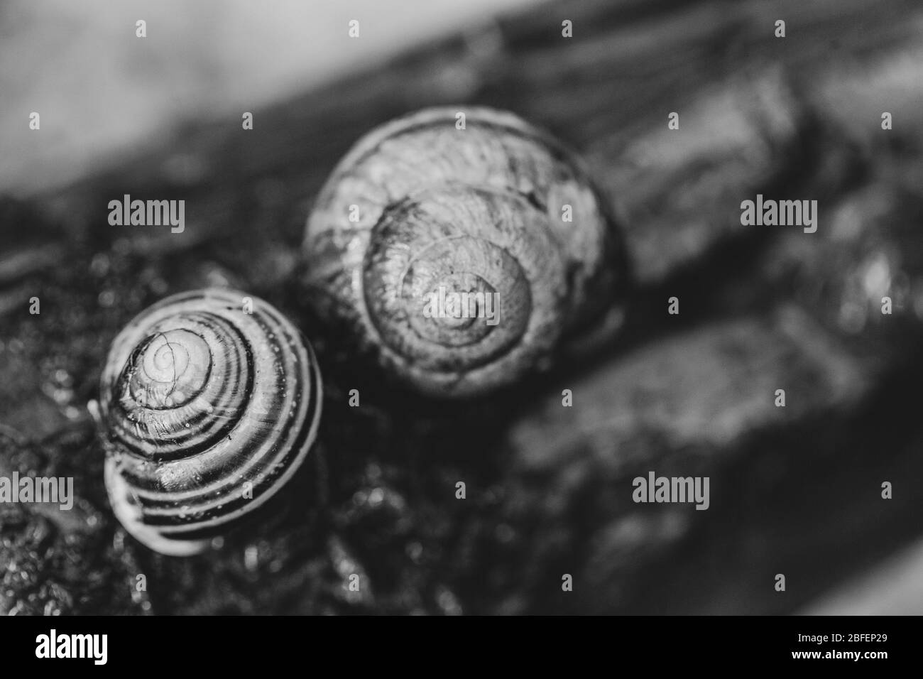 Two snail Black and White Stock Photos & Images - Alamy
