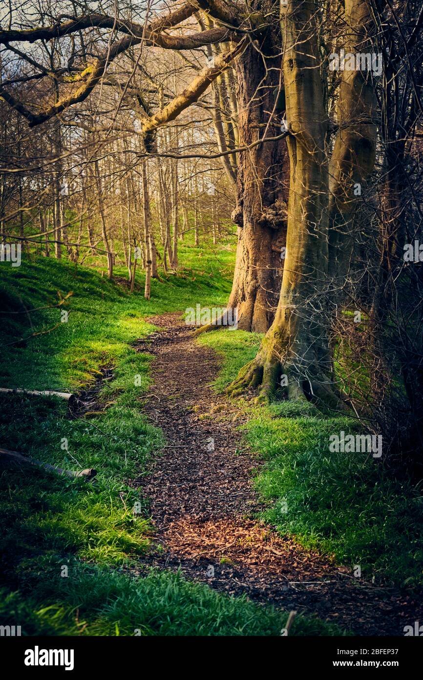Mysterious alley in a spring forest Stock Photo - Alamy