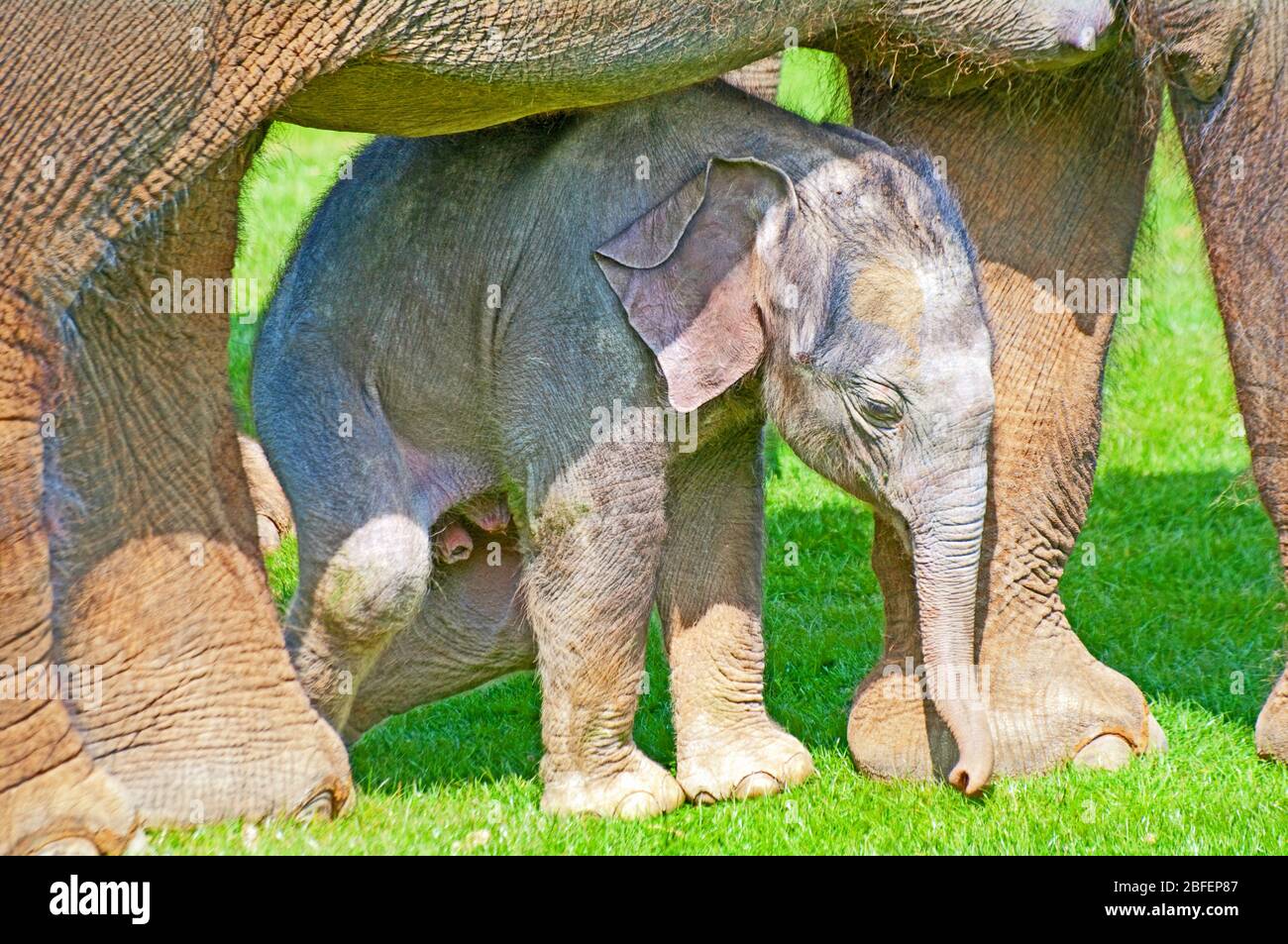 Asian elephant calf hi-res stock photography and images - Alamy