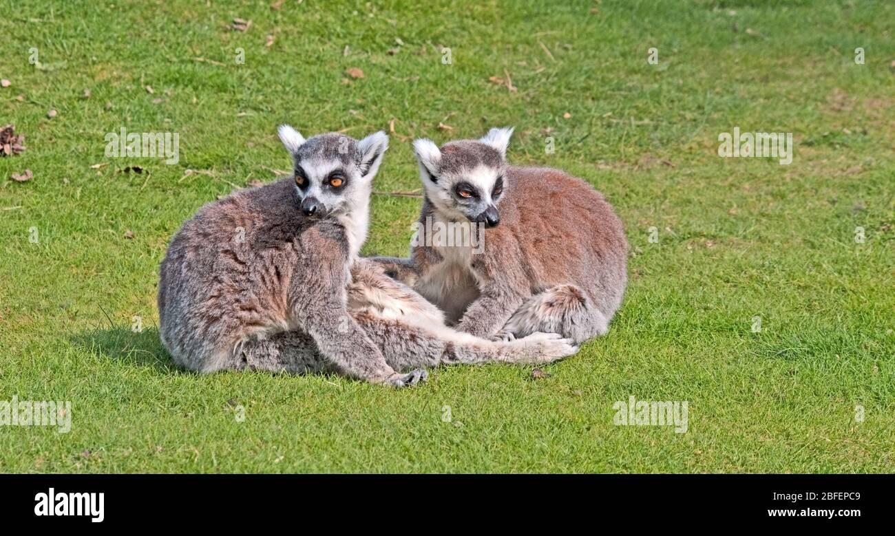 RING-TAILED LEMUR, Lemur Catta, Madagascar Stock Photo - Alamy