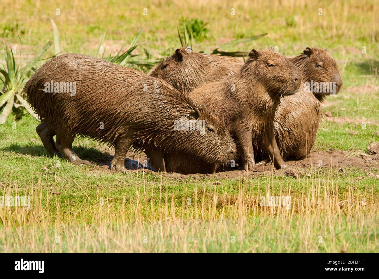 Capybara (Hydrochaeris x2) biggest rodent high set ears eyes and nose ...