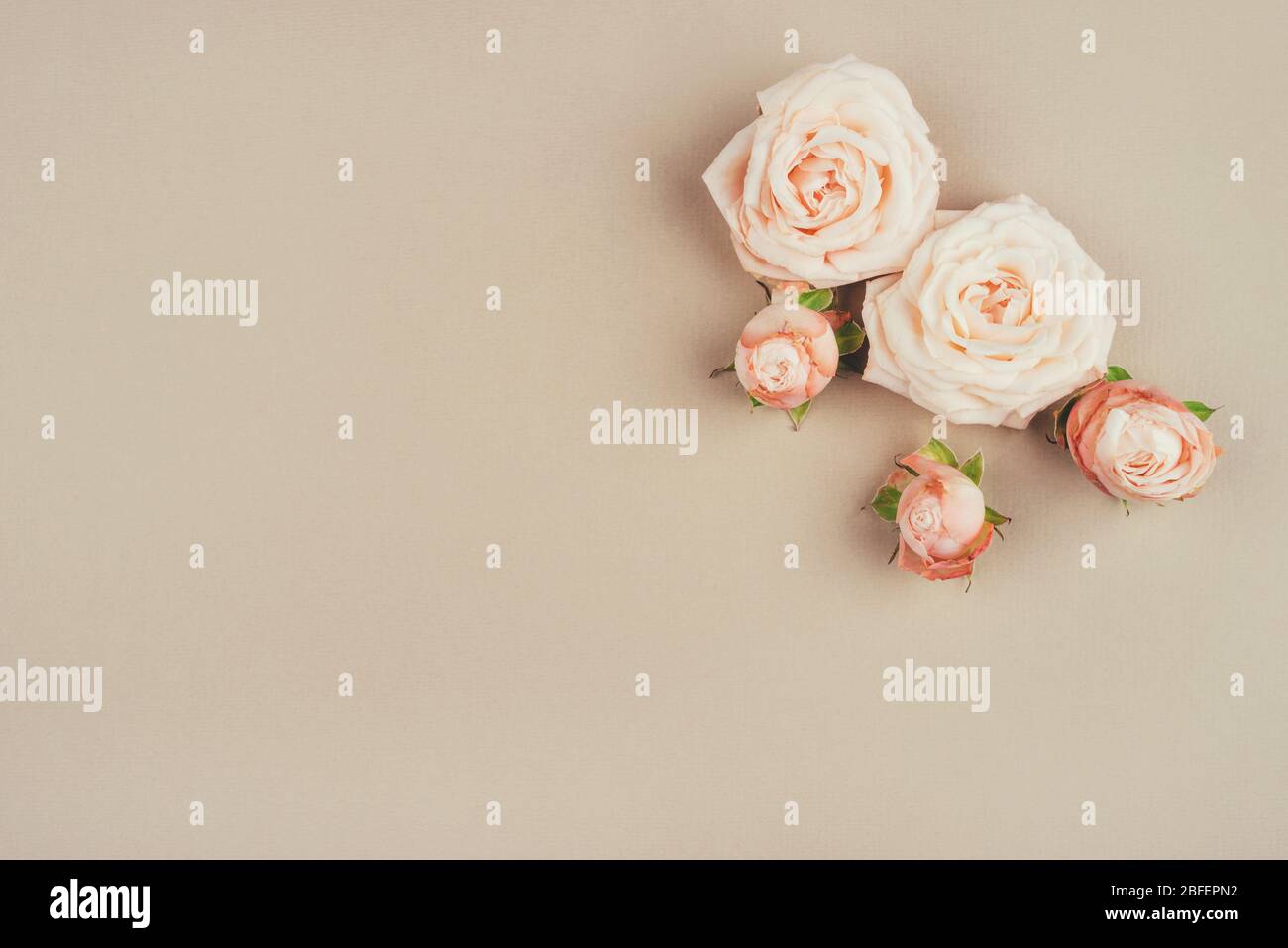 Spring background. Rose flowers on a beige background Stock Photo - Alamy