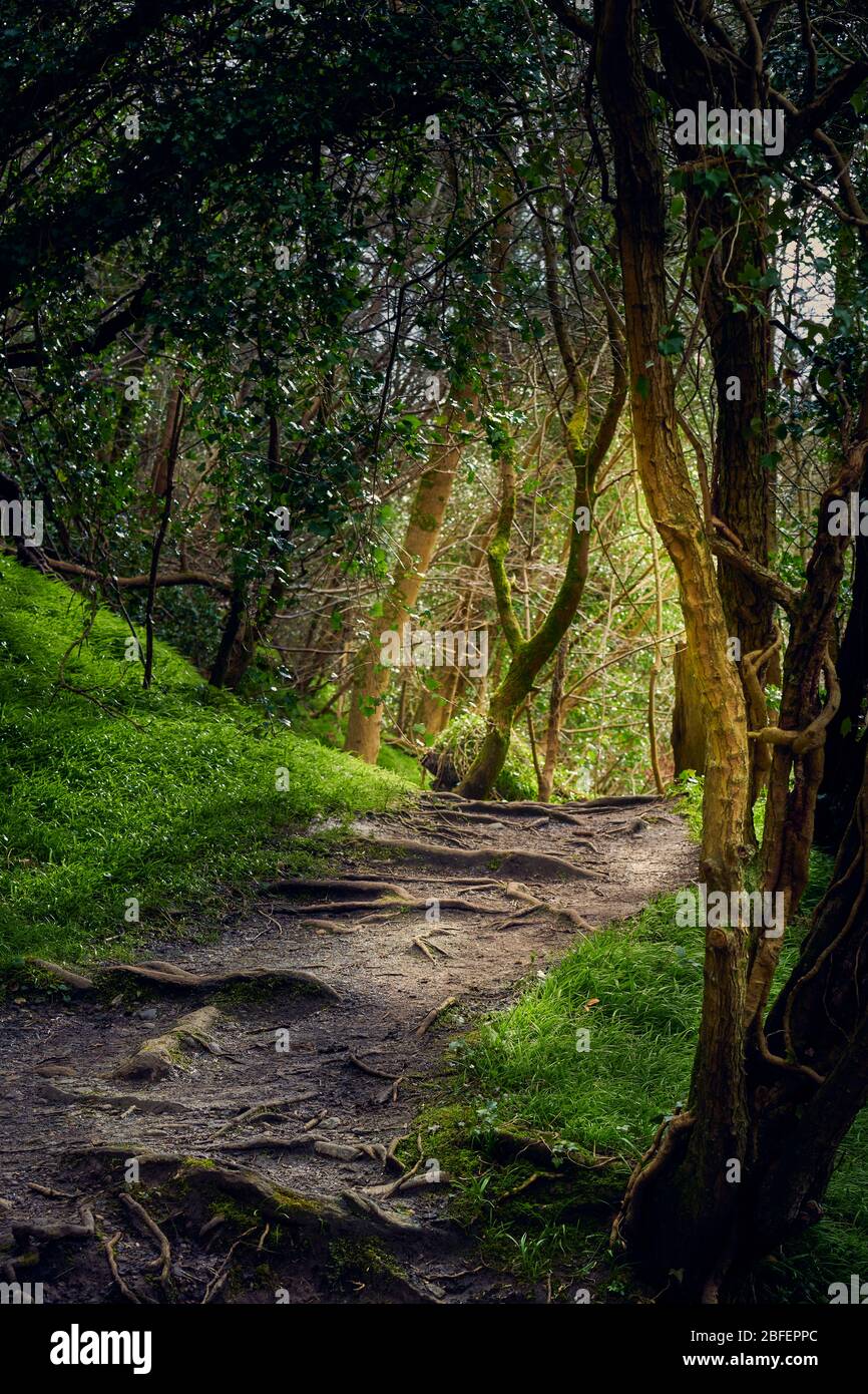 Mysterious alley in a spring forest Stock Photo - Alamy