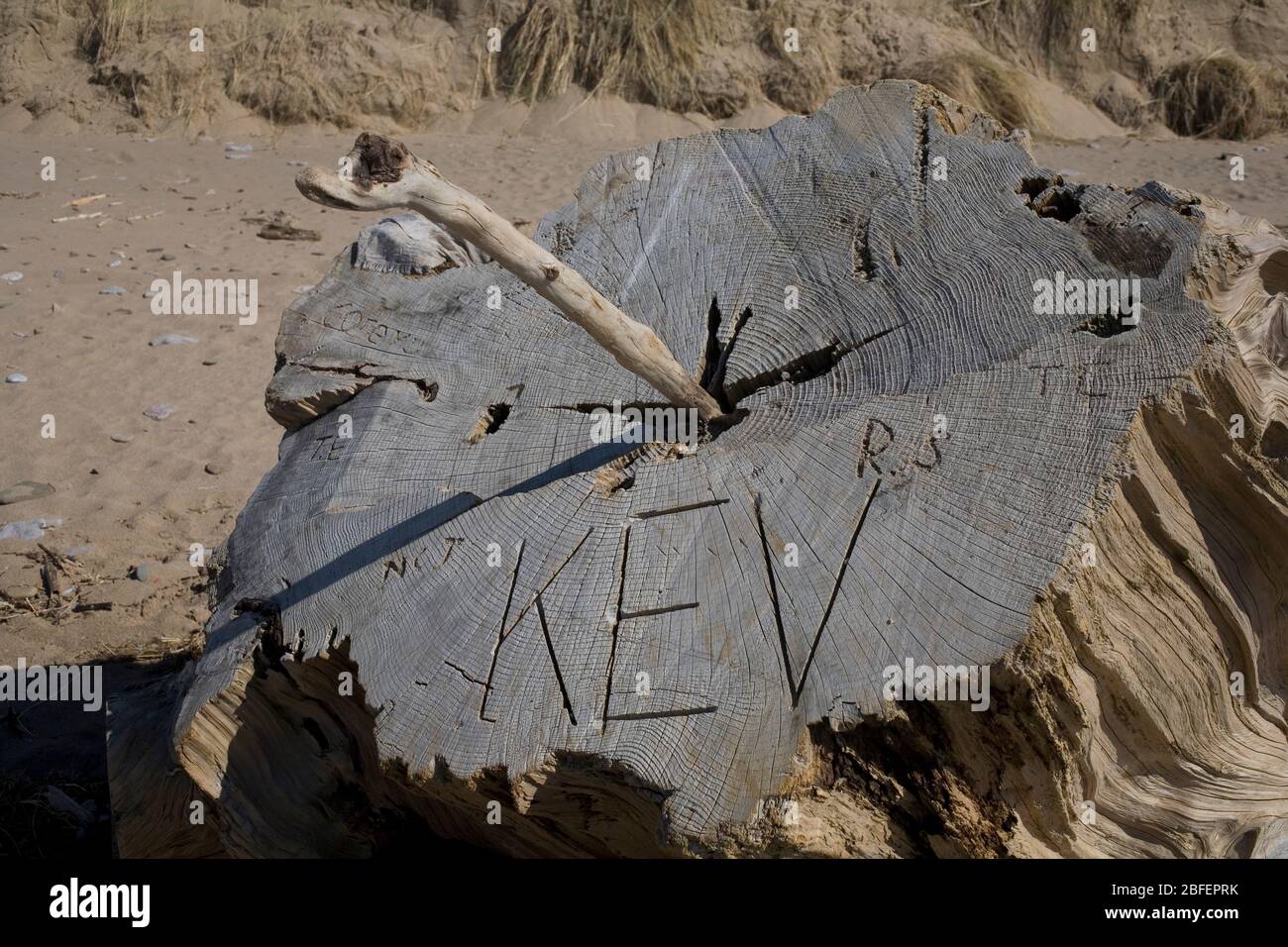 Stump from old tree washed up on Newton baech Porthacwl with various ...