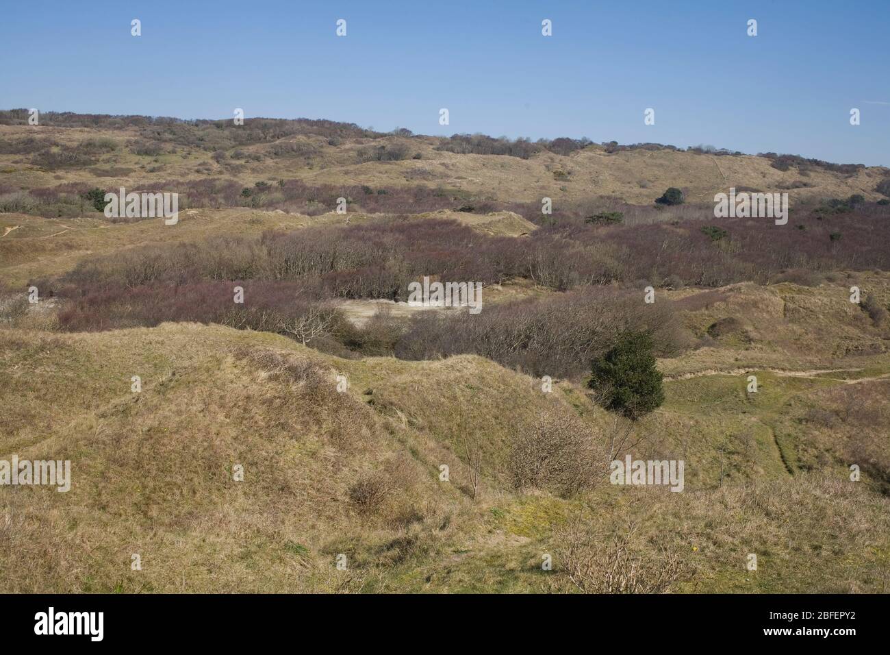 Hillside and sand dunes with grassland, shrubs and trees in early ...