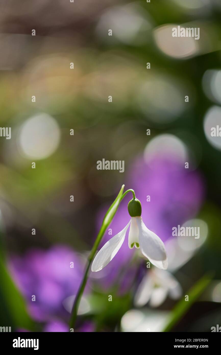 Blossom of first spring flowers in a forest. Selective focus Stock ...