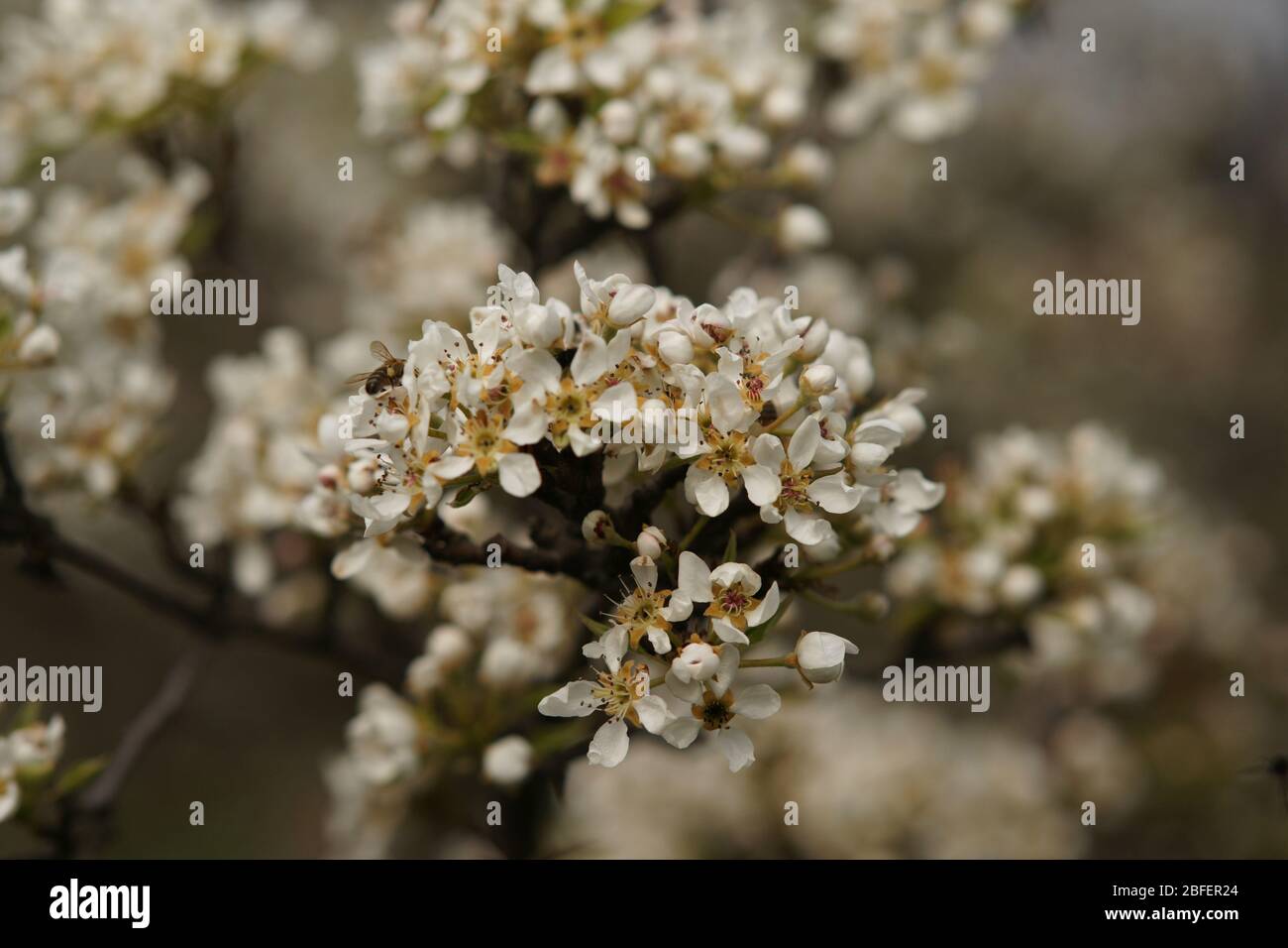 Cleveland pear tree hi-res stock photography and images - Alamy