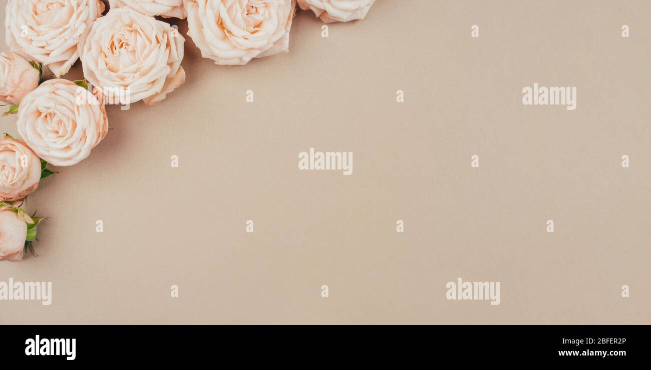 Spring background. Rose flowers on a beige background Stock Photo - Alamy