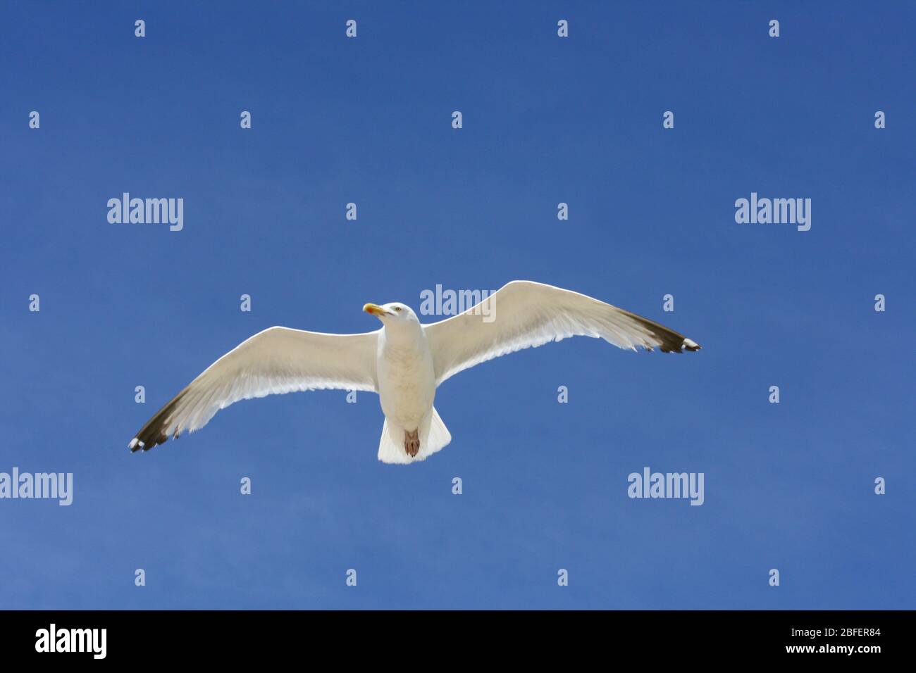 Fliegenden hi-res stock photography and images - Alamy