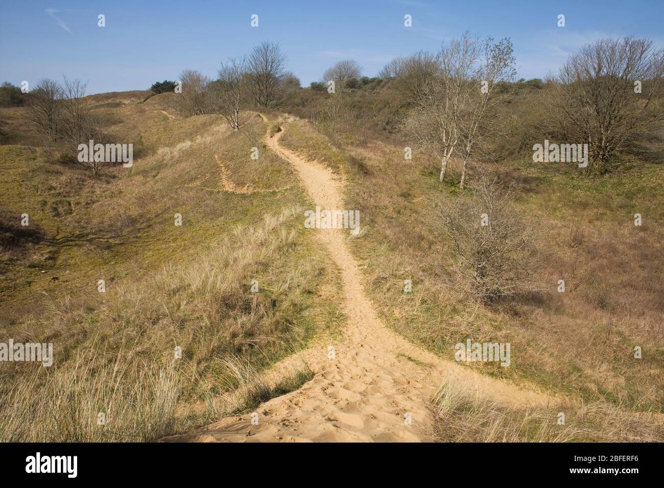 Sandy path leading over grass covered due in Merthyr Mawr nature ...