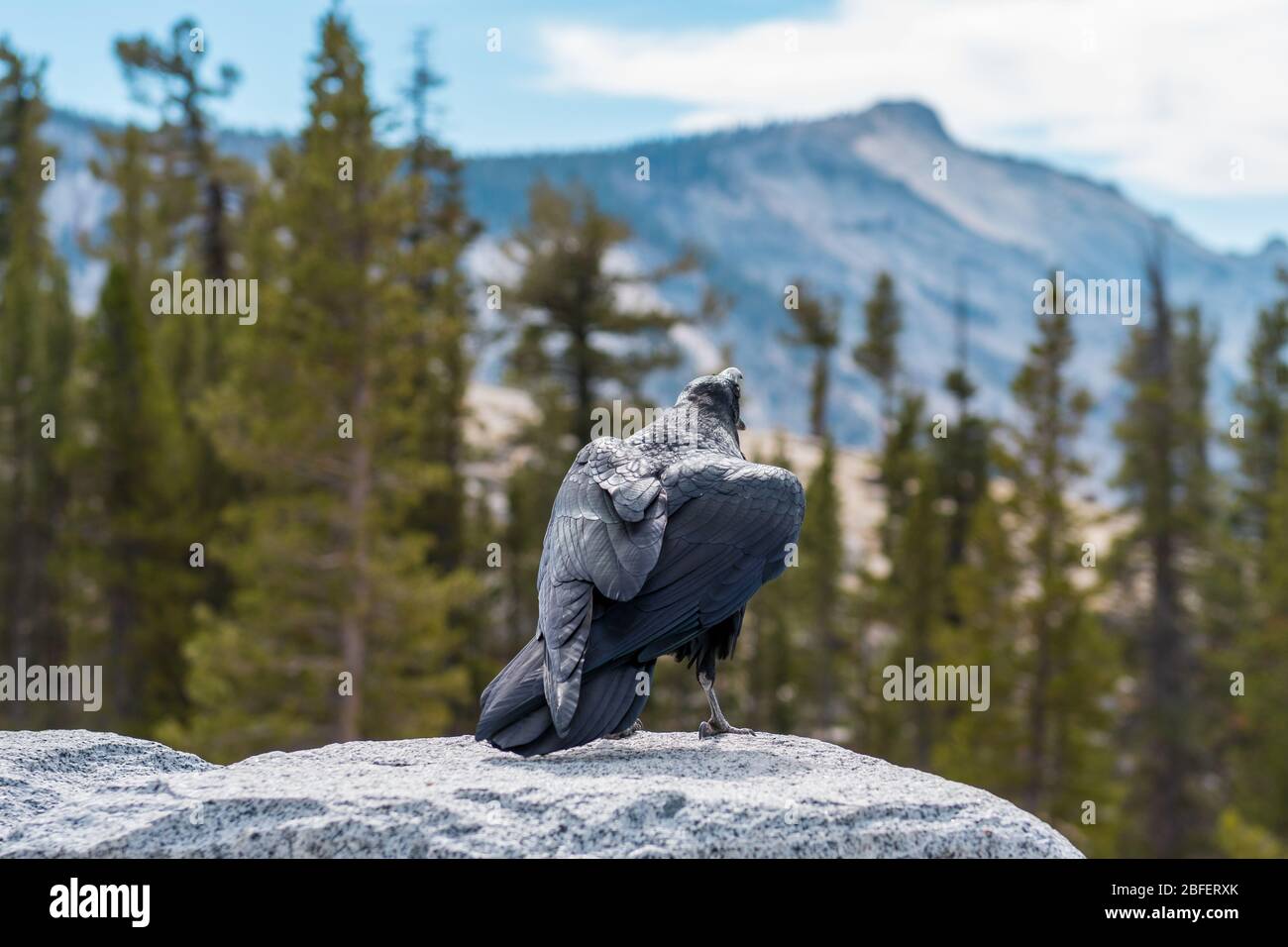 Crow on the edge of Olmsted Point lookout in Yosemite National Park ...