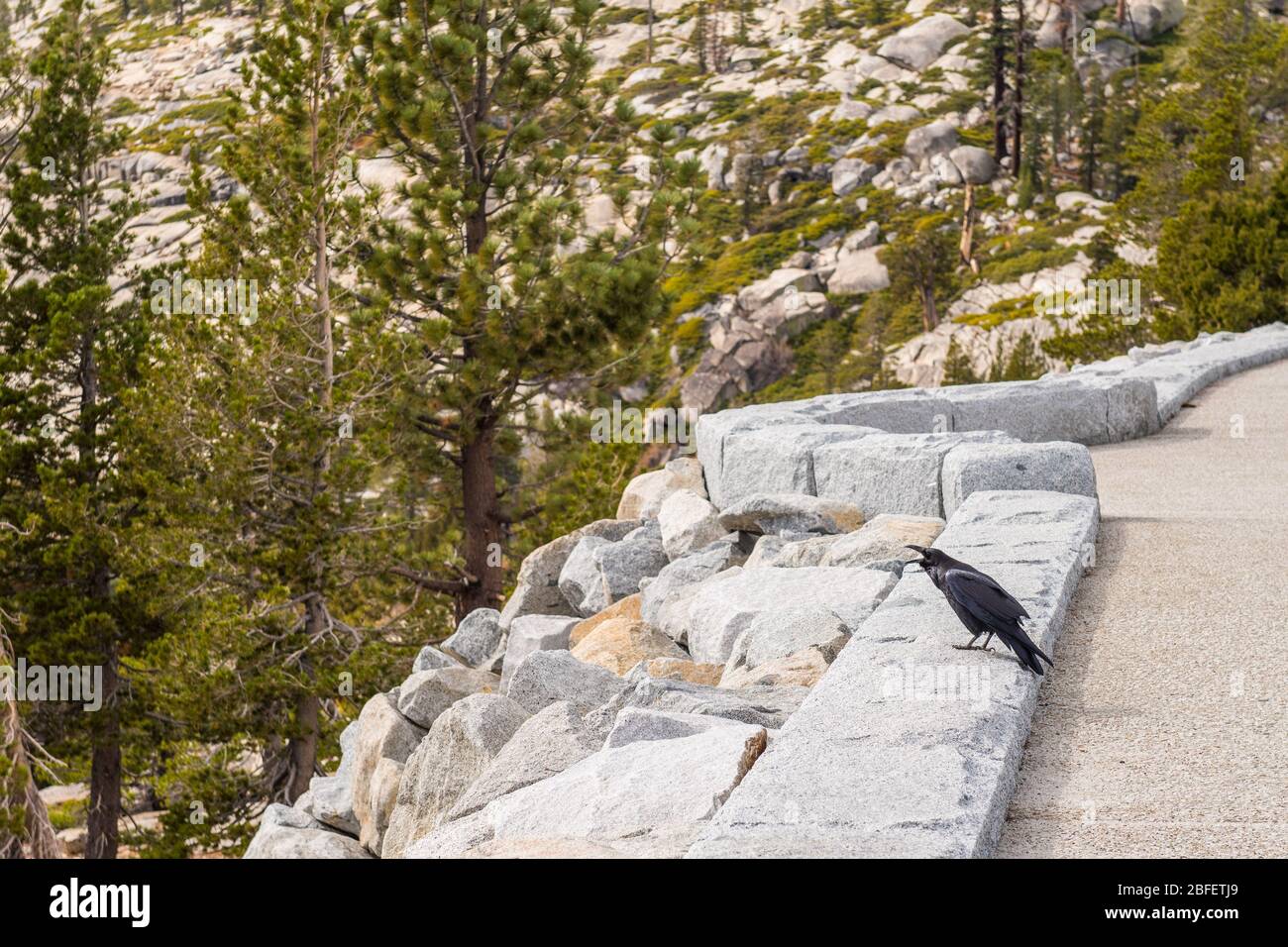 Crow on the edge of Olmsted Point lookout in Yosemite National Park ...