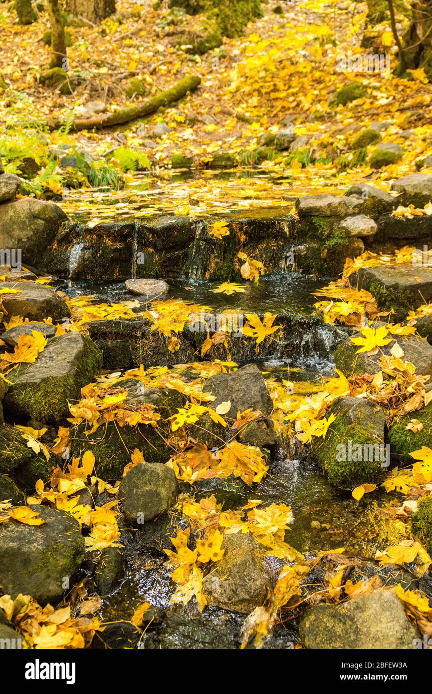 Water flowing from Fern Spring in Yosemite National Park, California ...