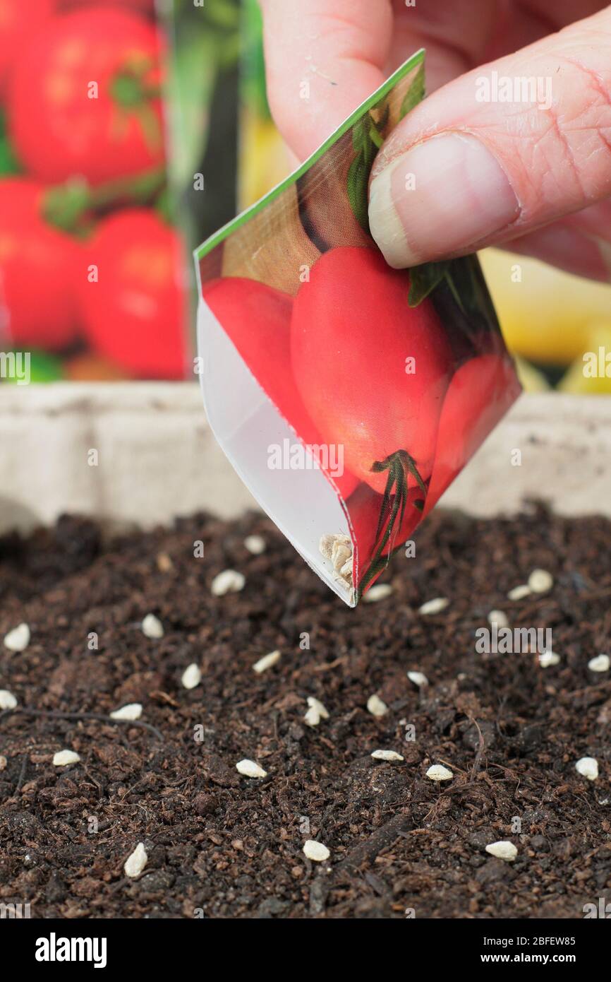 Sowing tomato seed packet hi-res stock photography and images - Alamy