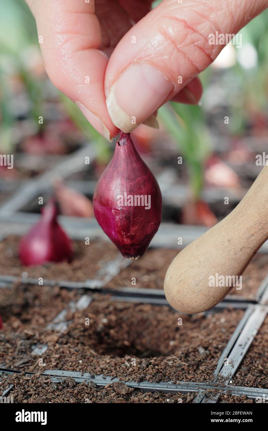Allium cepa 'Red Baron'. Starting red onion set in modular rays so they ...