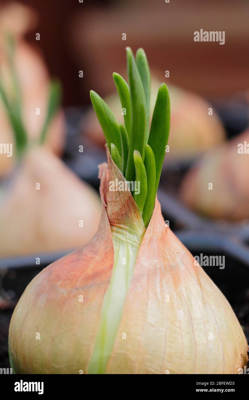 Allium cepa var. aggregatum 'Golden gourmet'. Green shoots emerge from ...