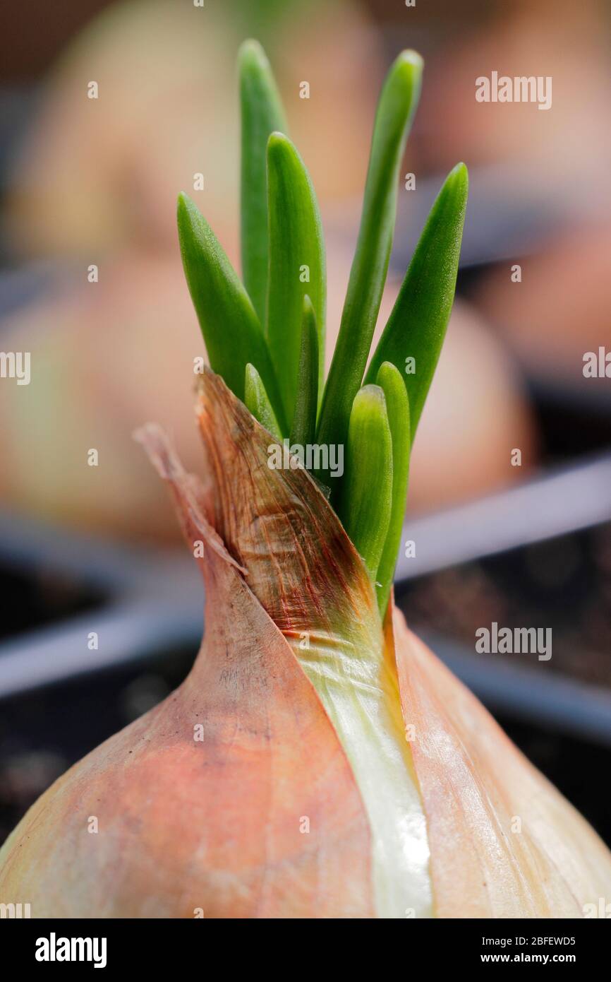Allium cepa var. aggregatum 'Golden gourmet'. Green shoots emerge from ...