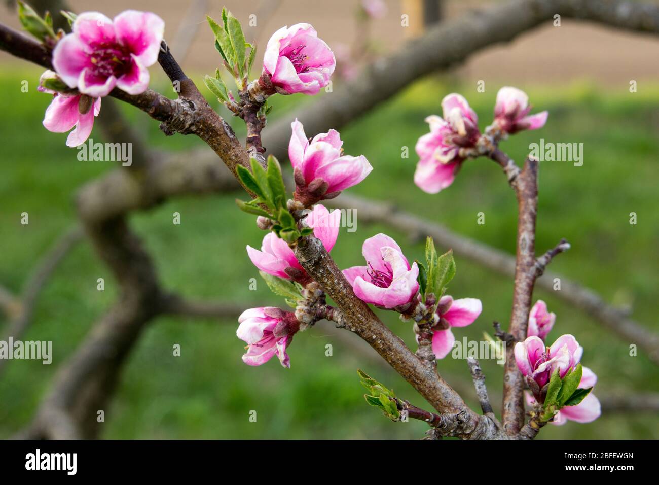 Full Bloom Peach Flowers High Resolution Stock Photography and Images ...