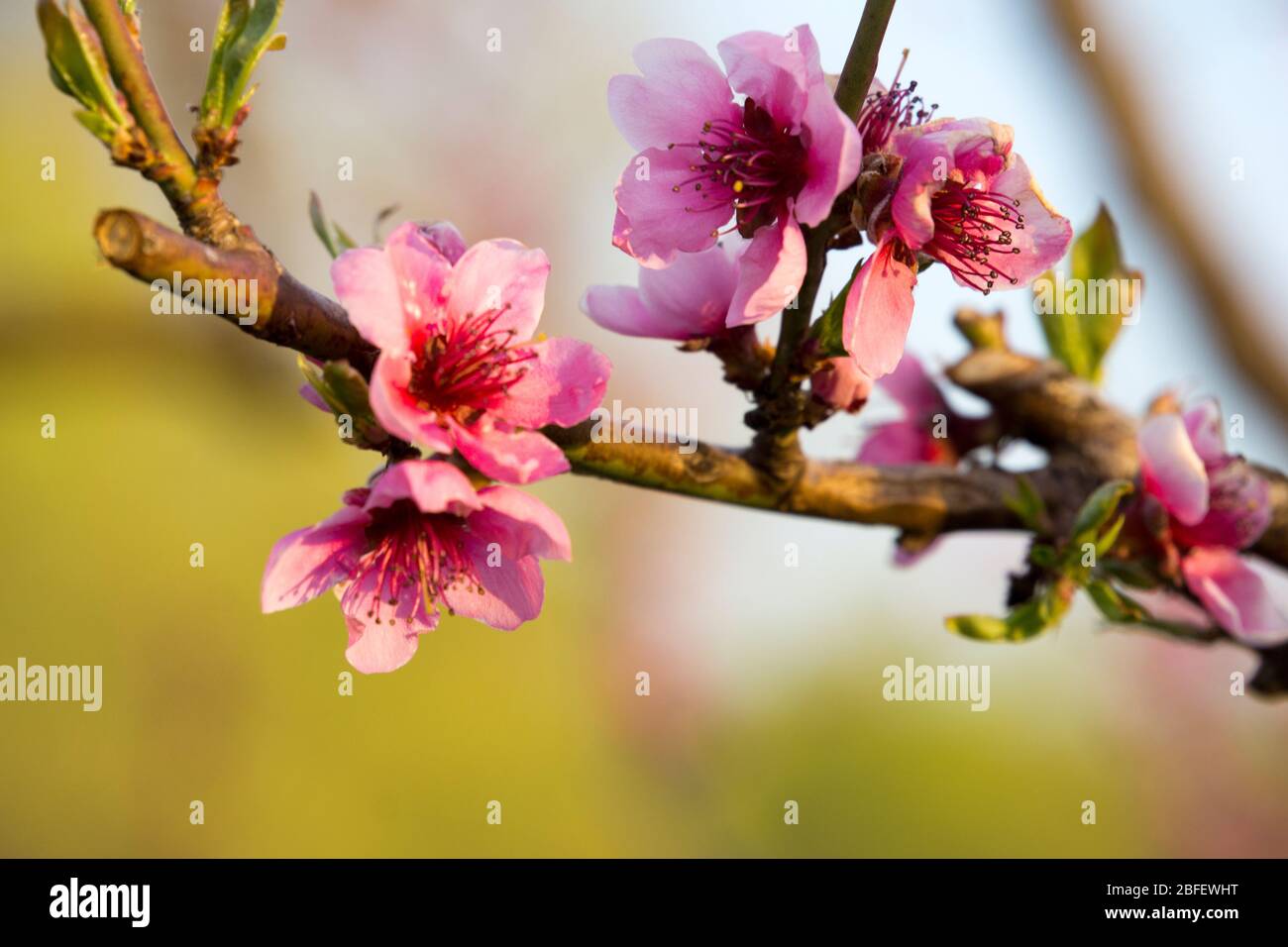 Full Bloom Peach Flowers High Resolution Stock Photography and Images ...