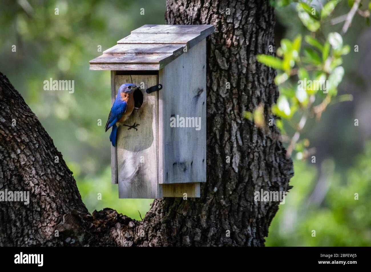 Eastern bluebird at the house Stock Photo - Alamy
