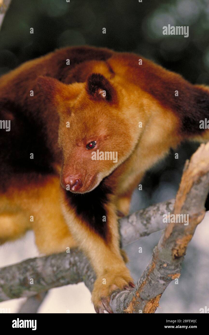 Goodfellow's tree kangaroo (Dendrolagus goodfellowi), Endangered ...