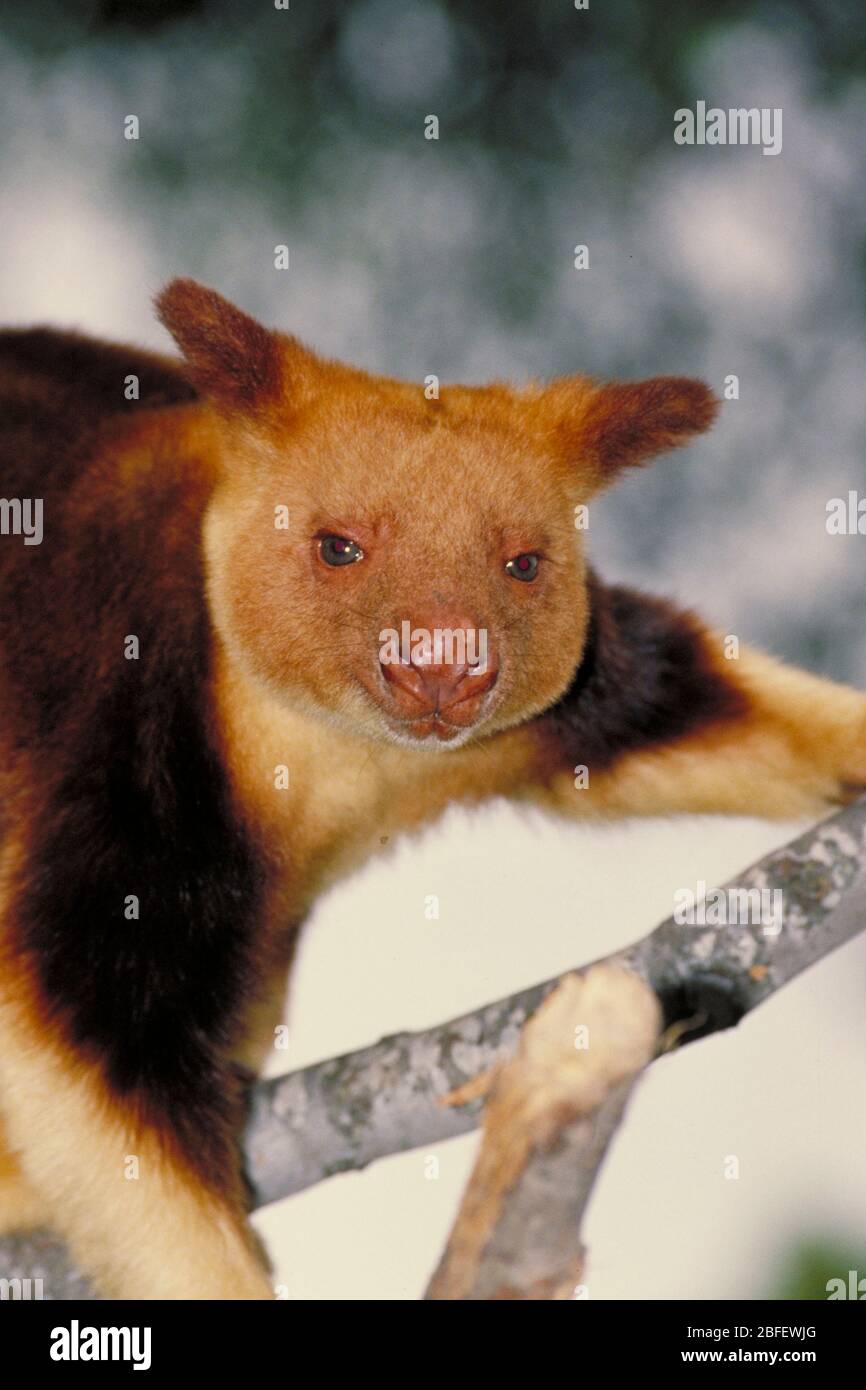 Goodfellow's tree kangaroo (Dendrolagus goodfellowi), Endangered ...