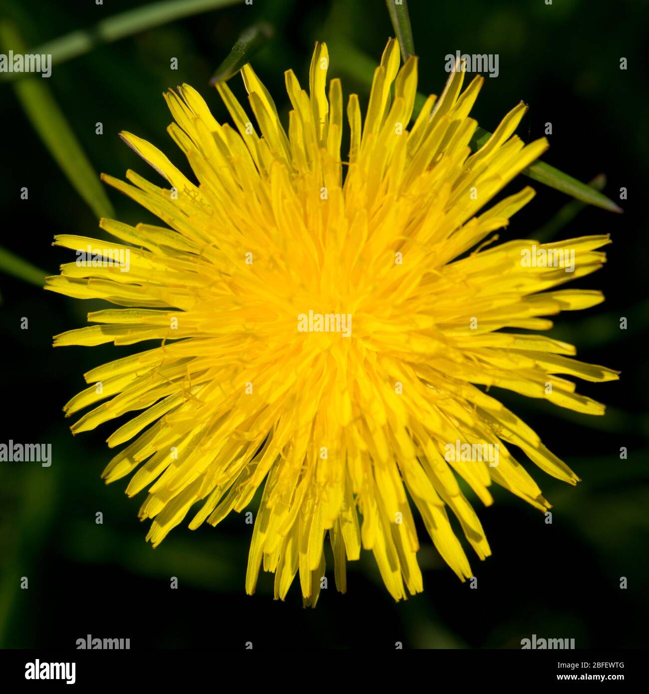 Full bllom hi-res stock photography and images - Alamy