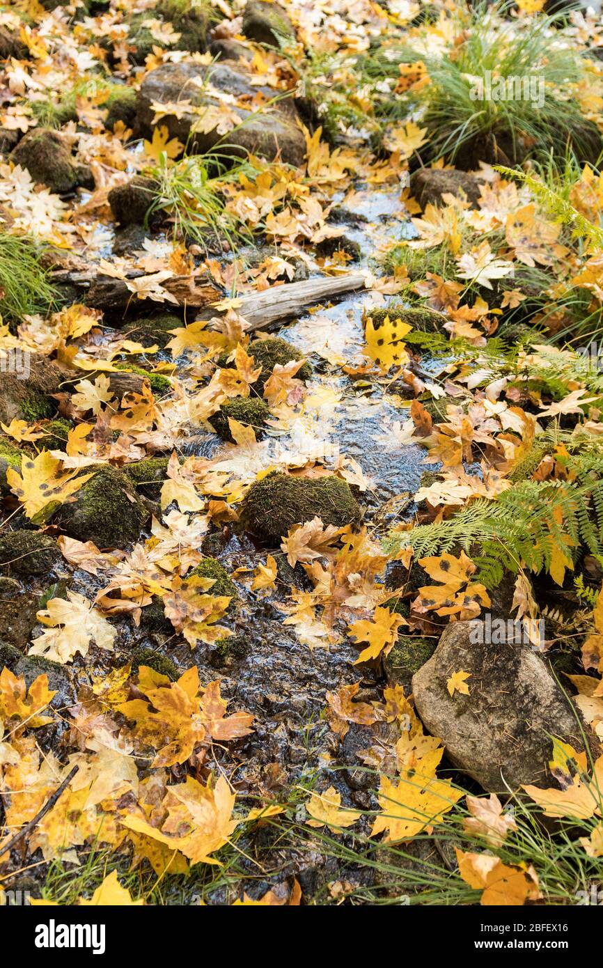 Water flowing from Fern Spring in Yosemite National Park, California ...