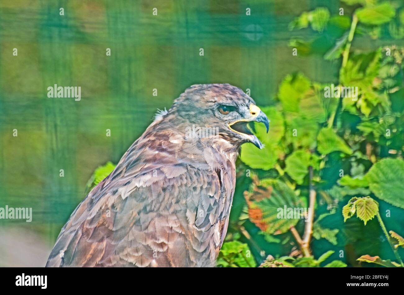 Corvus corax bird hi-res stock photography and images - Alamy