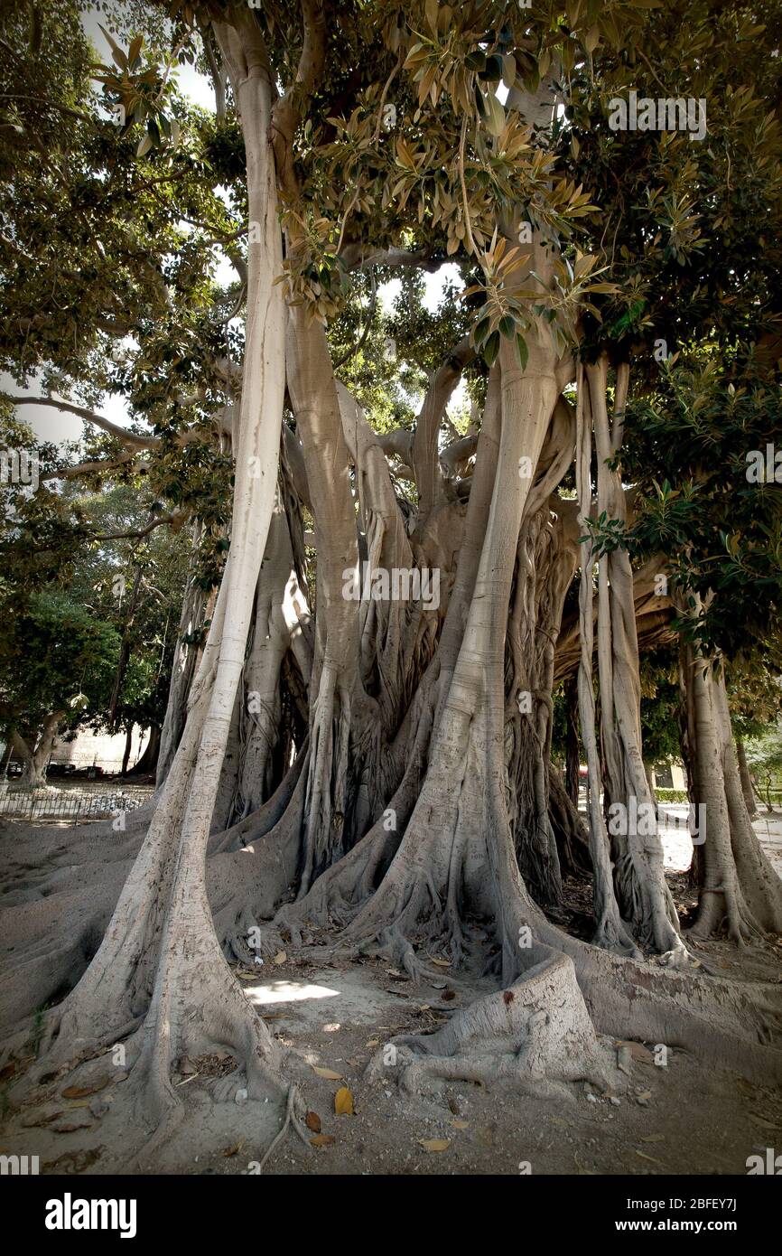 Big tree root italy hi-res stock photography and images - Alamy