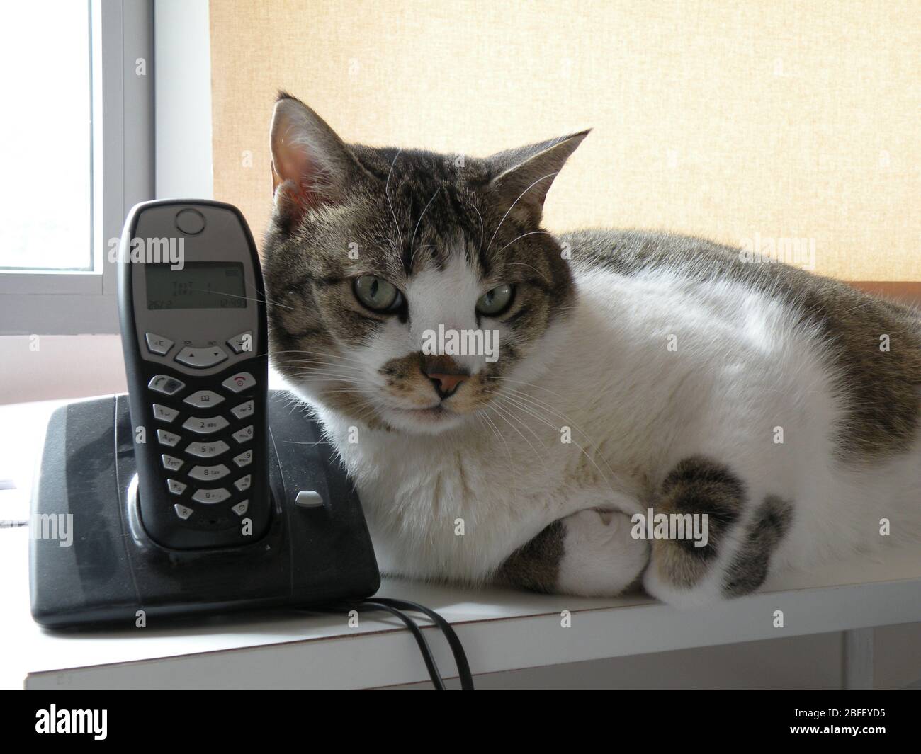 Cat waiting by the telephone Stock Photo - Alamy