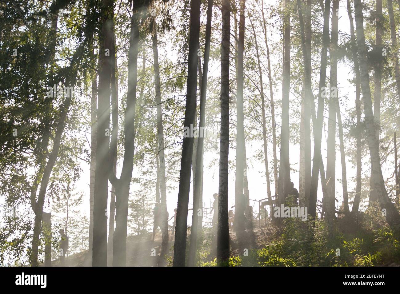 Sun rays through the trees and people Stock Photo - Alamy