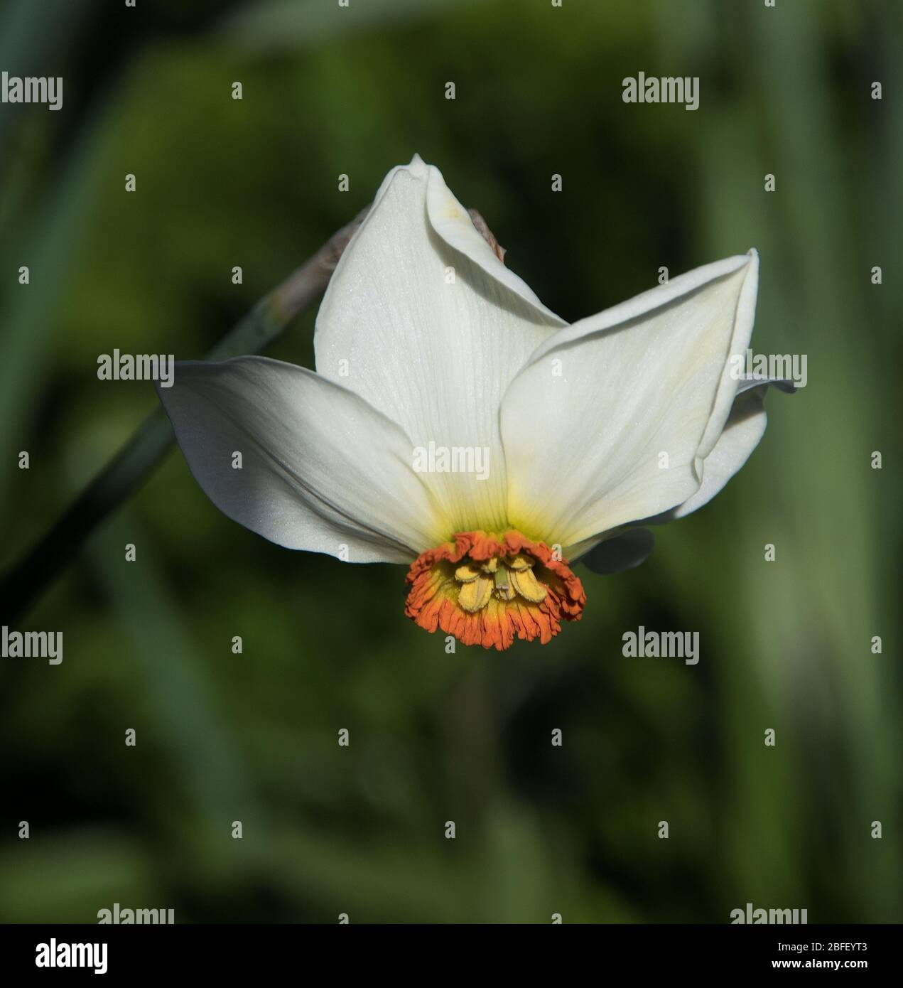 Narcissus poeticus recurvus Stock Photo - Alamy