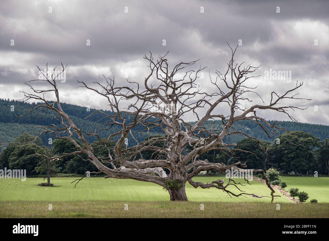 Dramatic dead tree in the south Shropshire countryside in England Stock ...