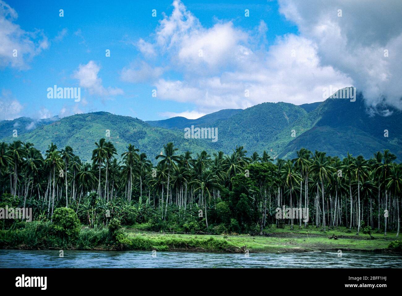 Forest scene, Mindanao, Philippines, March 1996 Stock Photo - Alamy