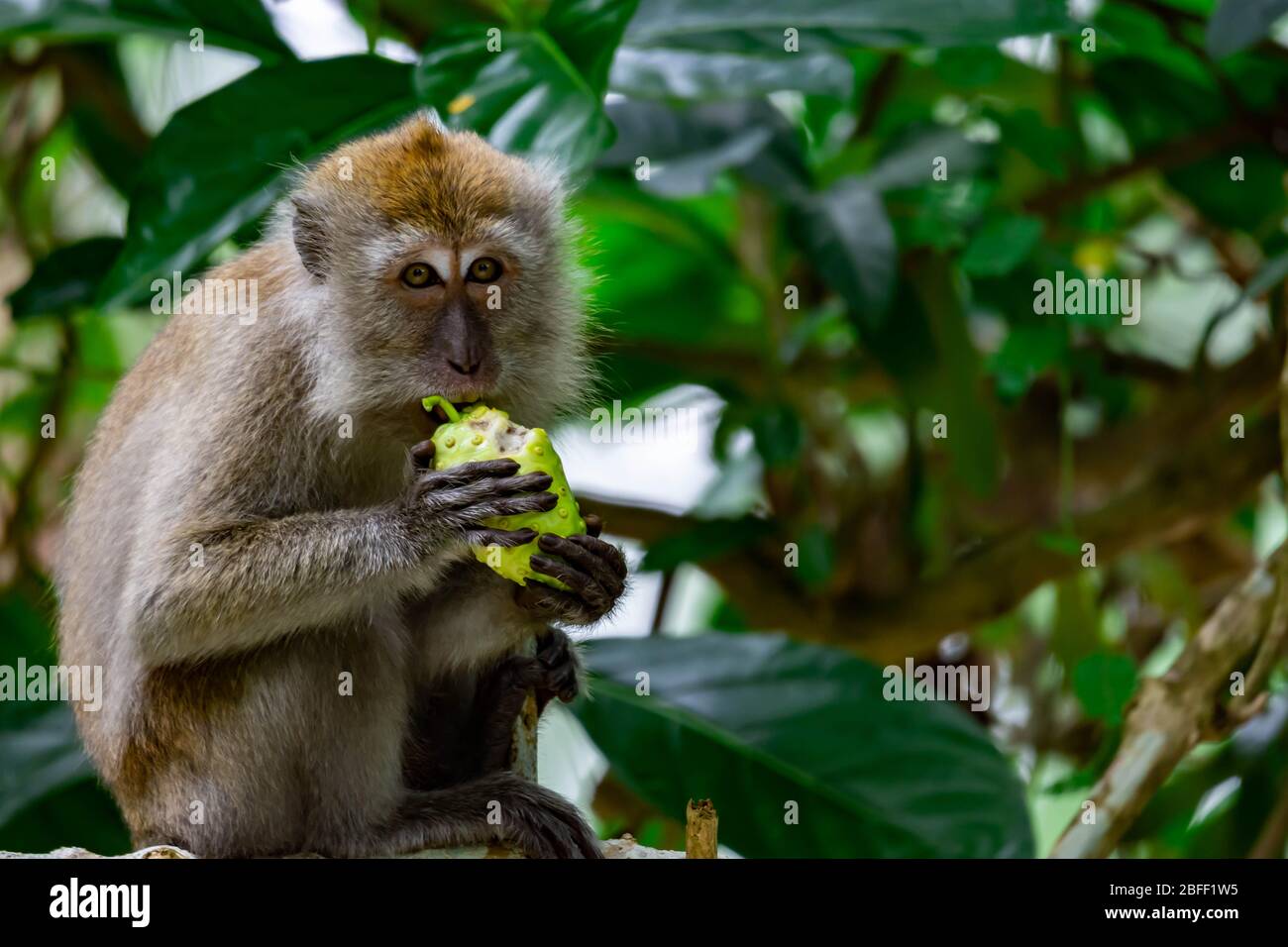 Macaque Eating Fruits High Resolution Stock Photography and Images - Alamy
