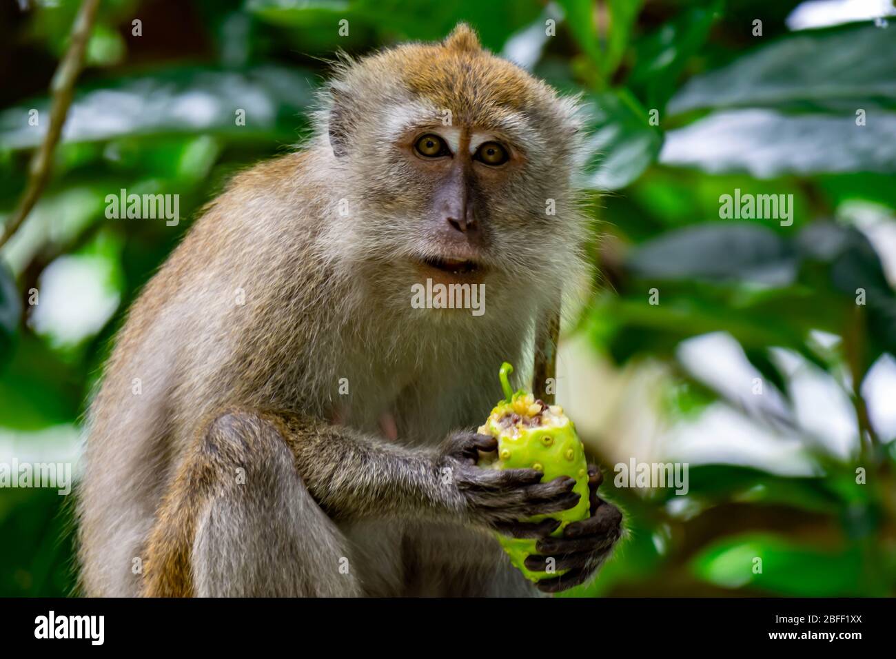 Long tailed macaque while eating fruits and sitting on a tree branch ...