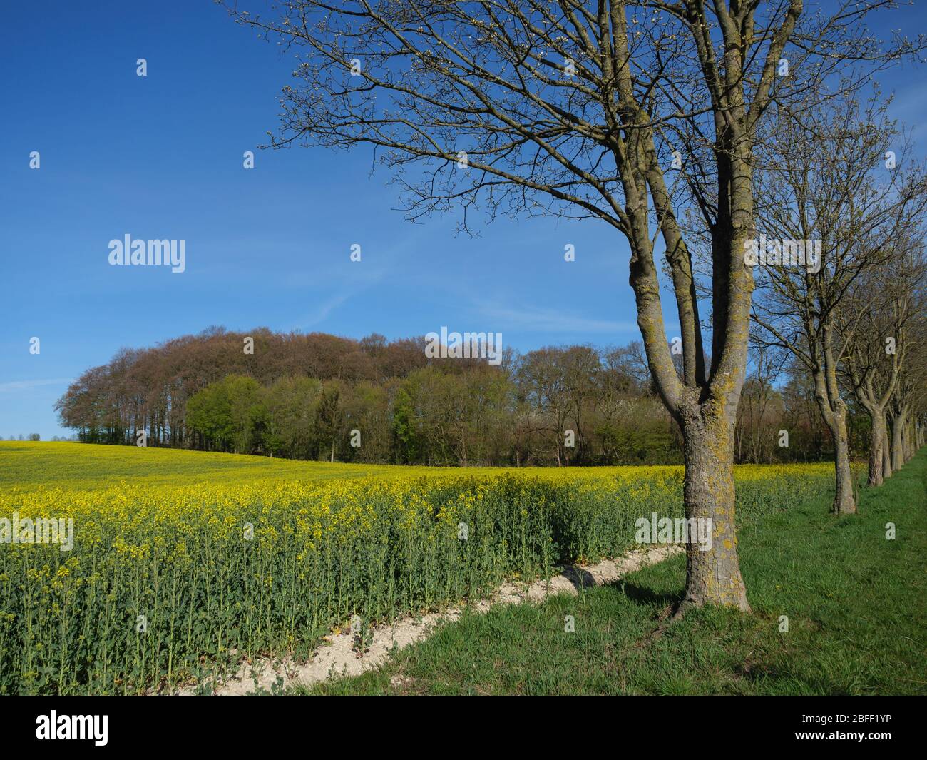 spring time in the german muensterland Stock Photo - Alamy