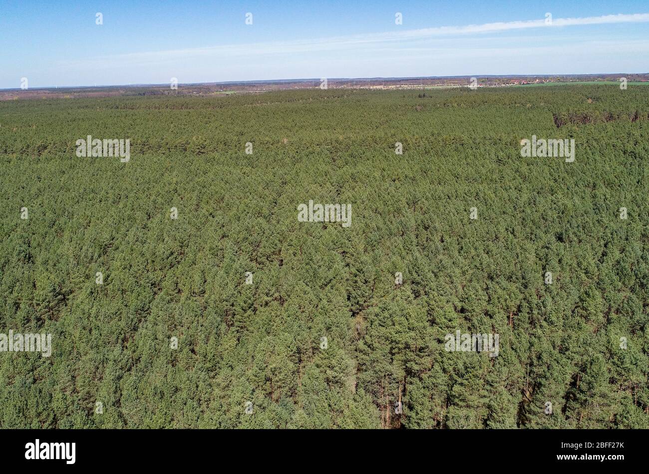 Briesen, Germany. 18th Apr, 2020. View over a pine forest (aerial view ...