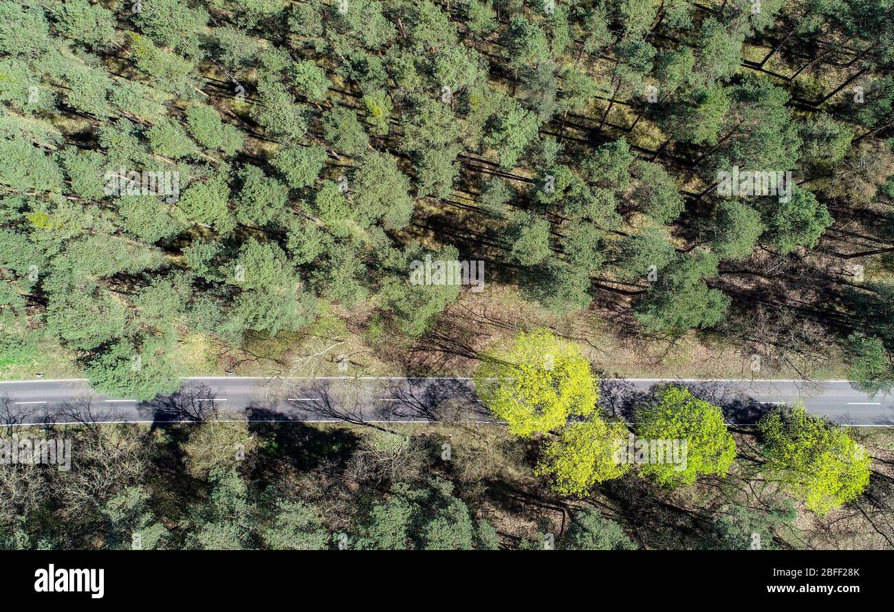 Briesen, Germany. 18th Apr, 2020. A road leads through a pine forest ...