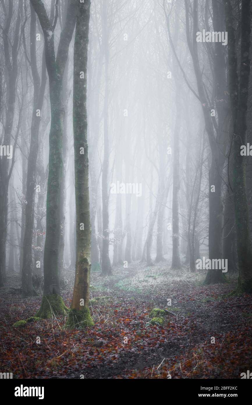 Autumn tree forest dorset hi-res stock photography and images - Alamy