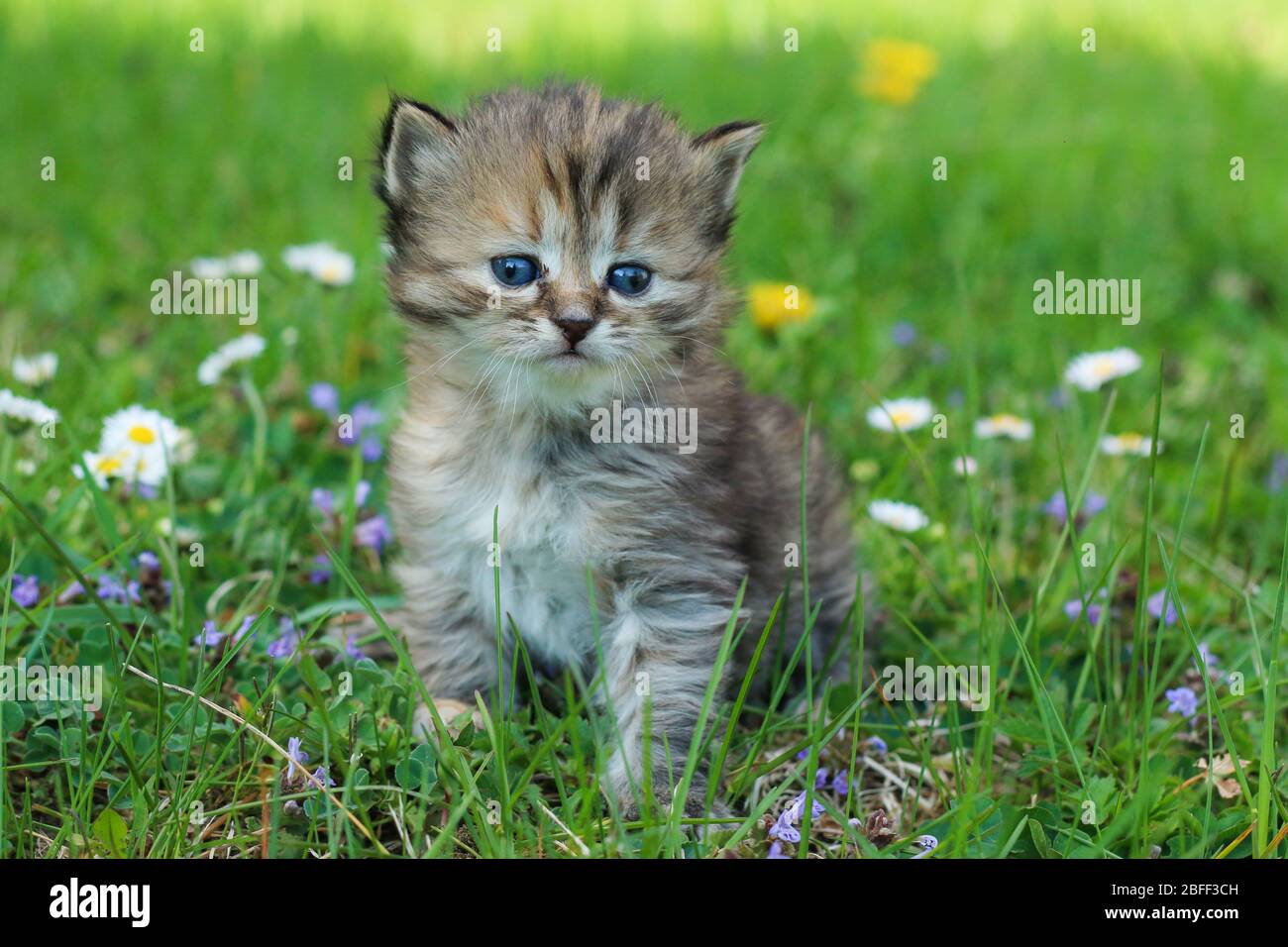 Squint eyes hi-res stock photography and images - Alamy