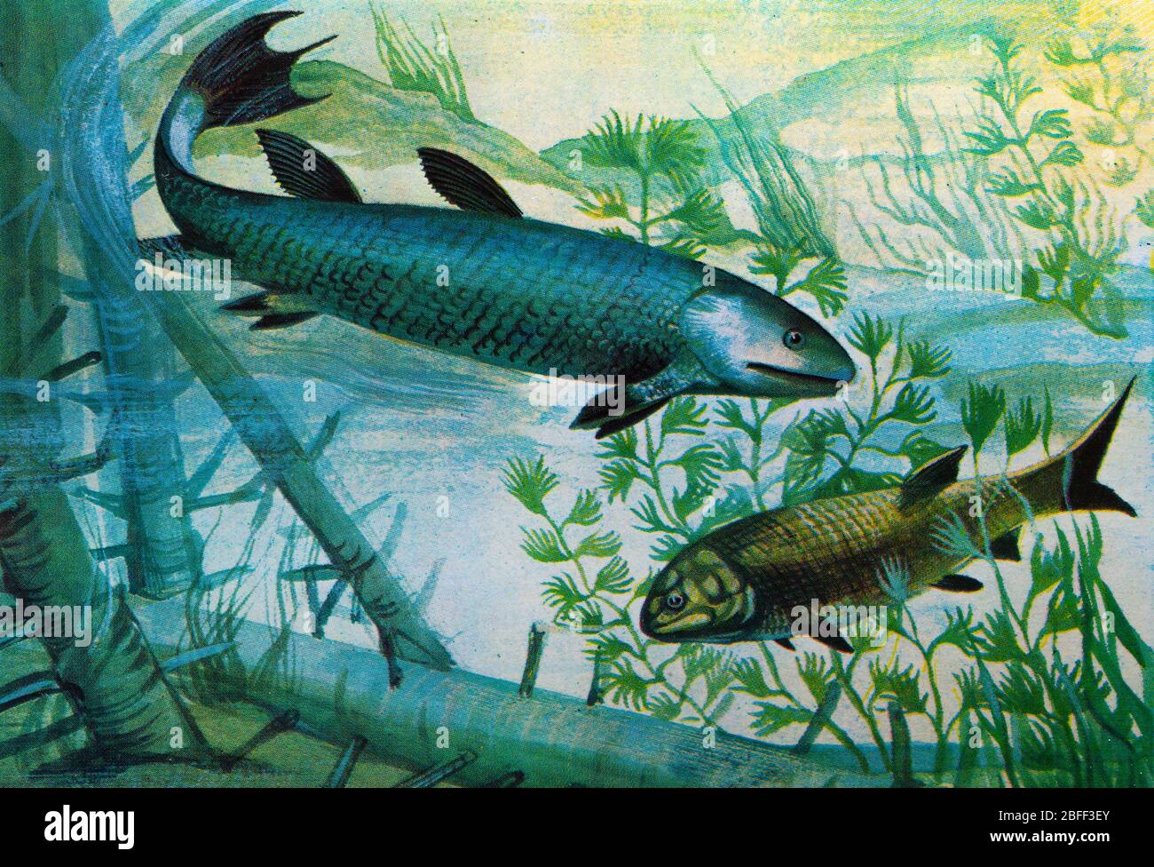 Lobe Finned Fish HYNERIA The Large Predatory Lobe Finned Fish || Ark