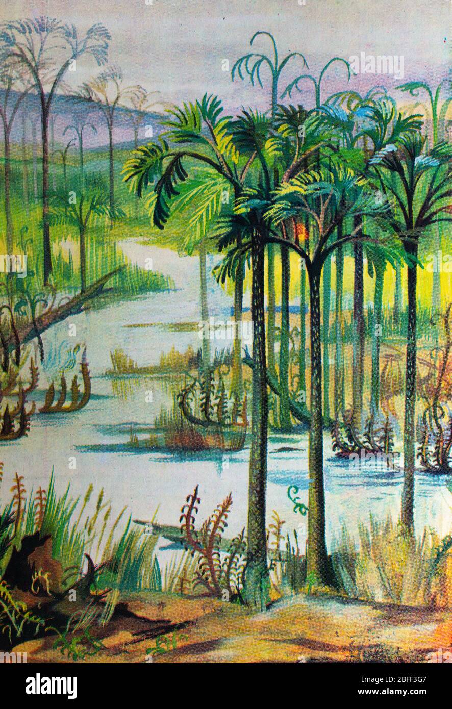 Devonian fossil hi-res stock photography and images - Alamy