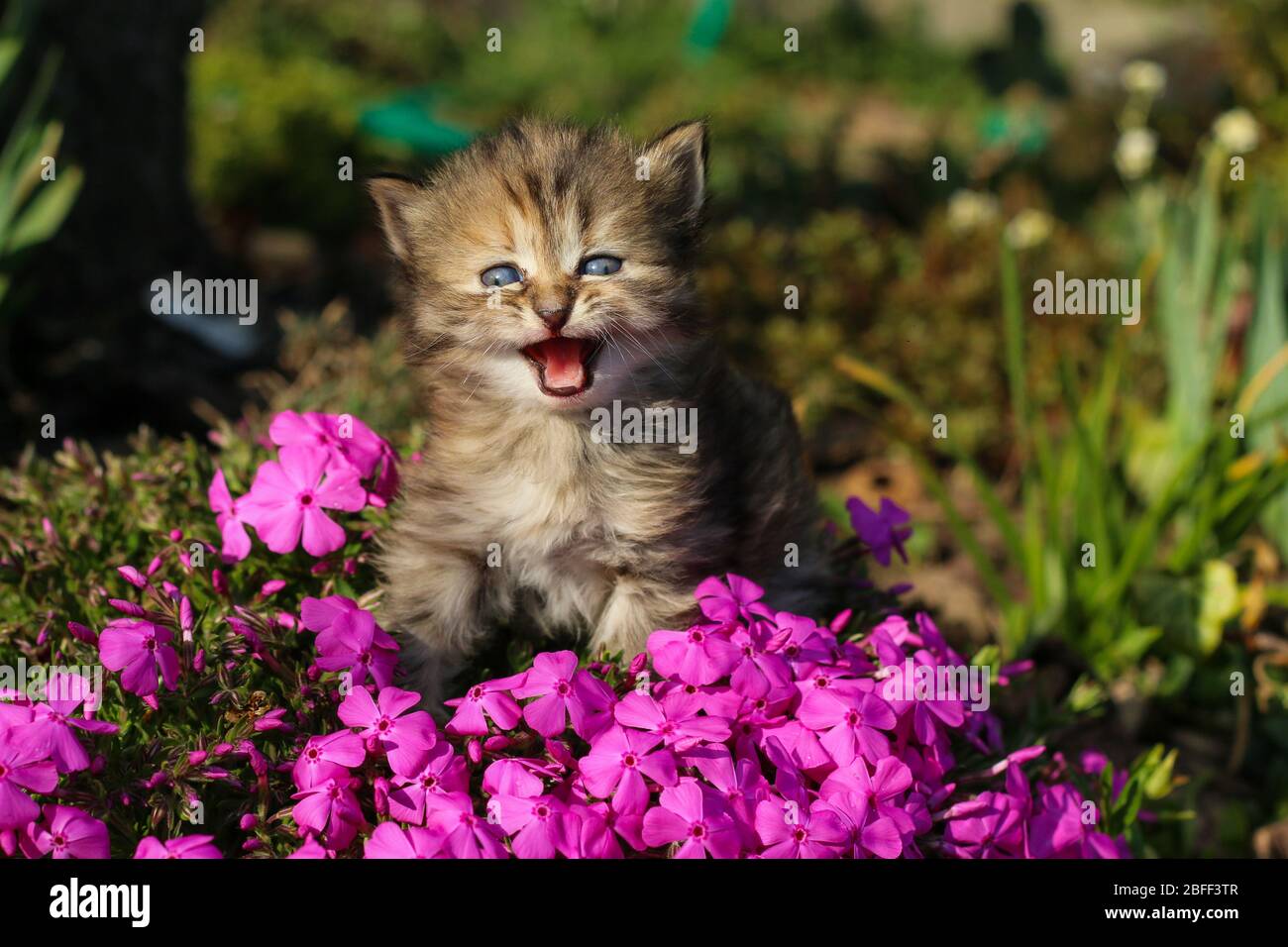 The portrait of a young three weeks old kitten in the grass and flowers ...